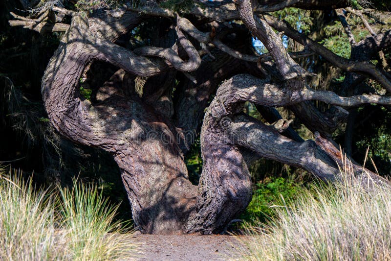 Ancient Old Growth Tree at Deception Pass Stock Image - Image of trunk ...
