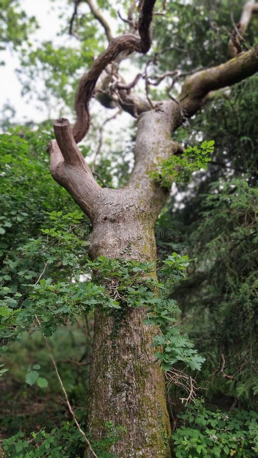 Ancient Woodland on Dartmoor National Park Devon Stock Image - Image of ...