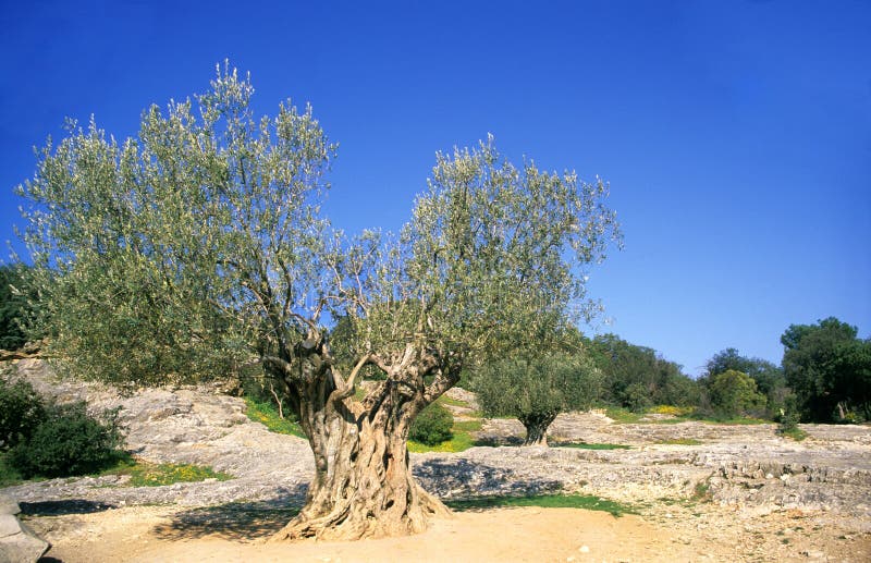 Ancient olive tree stock photo. Image of northern, azure - 3091974