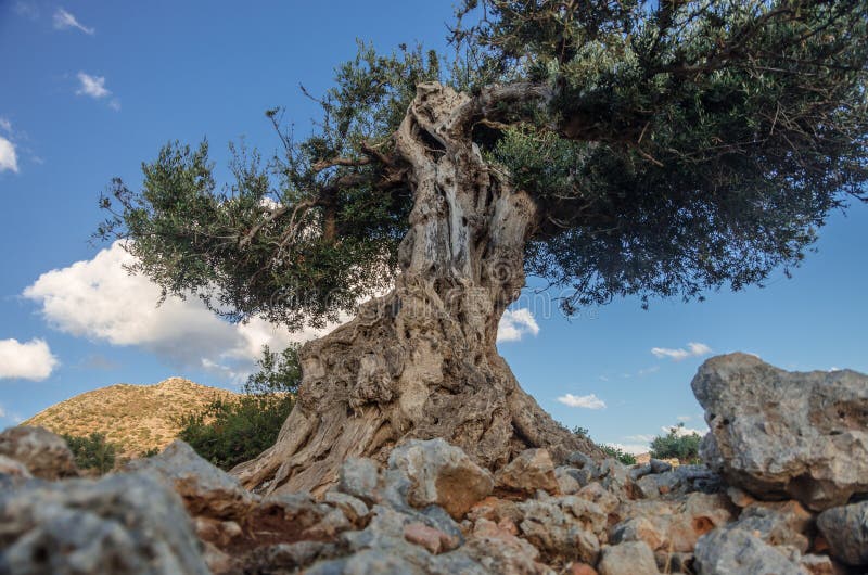 Ancient olive tree stock image. Image of olive, tree - 35776195