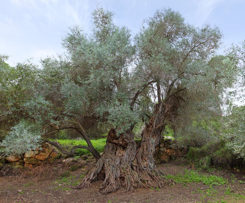 Ancient olive tree stock image. Image of agriculture - 244924741