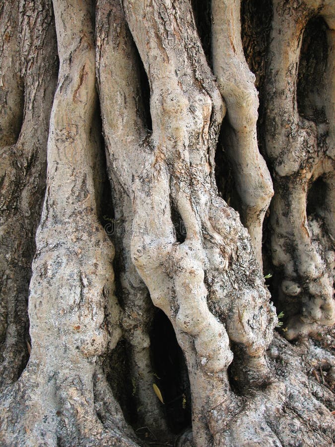 Ancient Olive Tree with Gnarley Trunk Stock Image - Image of close ...
