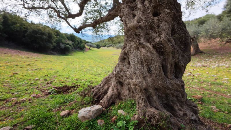 Ancient Olive Tree with Huge Trunk in Mediterranean Field Stock Video ...