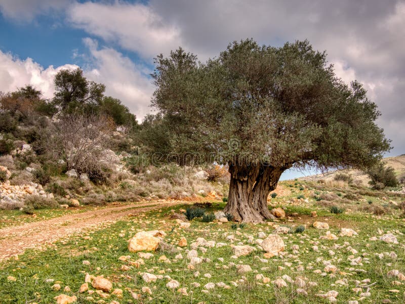 Ancient Olive Tree and Rustic Path: Timeless Beauty Near Avakas Gorge ...