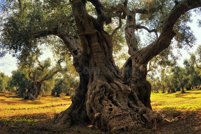 Ancient olive tree stock photo. Image of aged, grove - 172089654