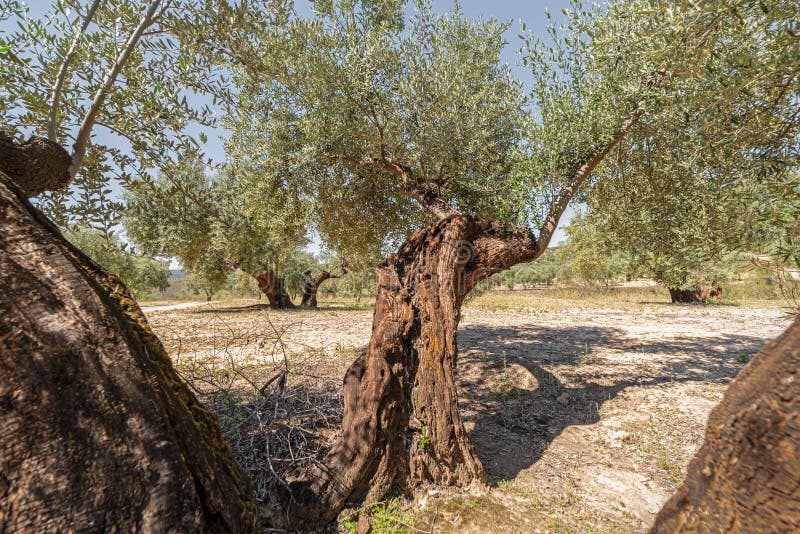 Ancient Olive Tree with Three Separate Trunks Stock Photo - Image of ...