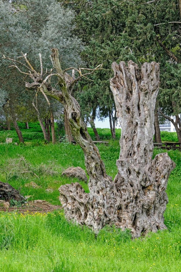 Ancient Olive Tree Trunk with Gnarled Texture in Verdant Landscape ...