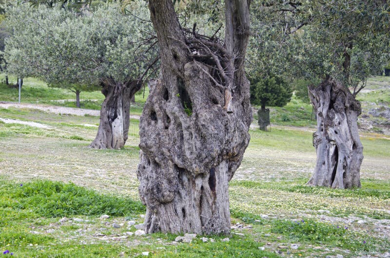 Ancient Olive Tree Trunks in Rhodes, Greece Stock Photo - Image of ...