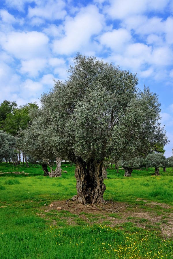 Ancient Olive Tree Under a Vibrant Sky Stock Photo - Image of outdoors ...