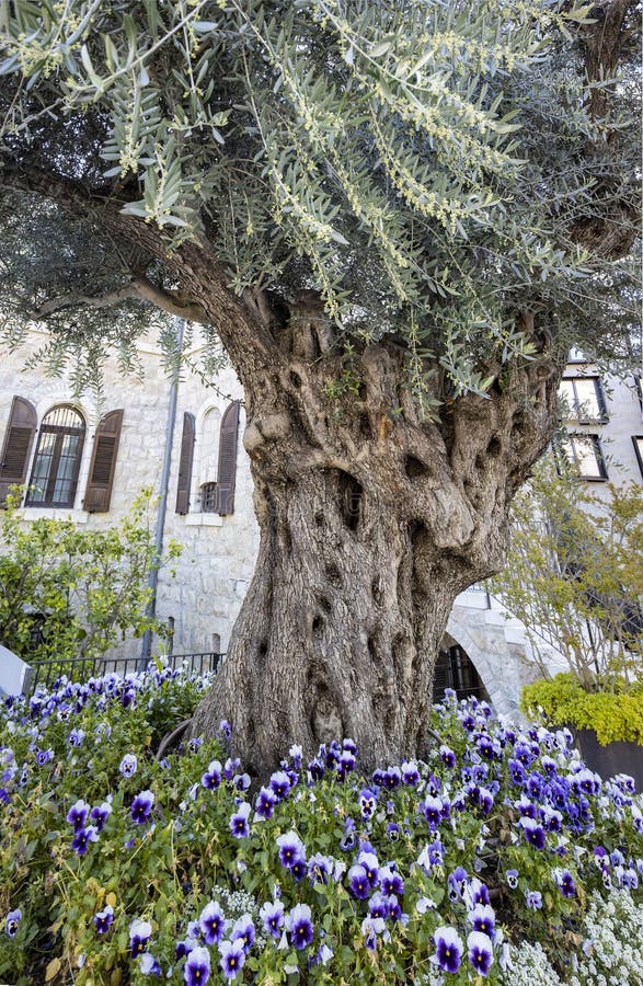 An Ancient Olive Tree in Jerusalem, Israel Stock Photo - Image of tree ...