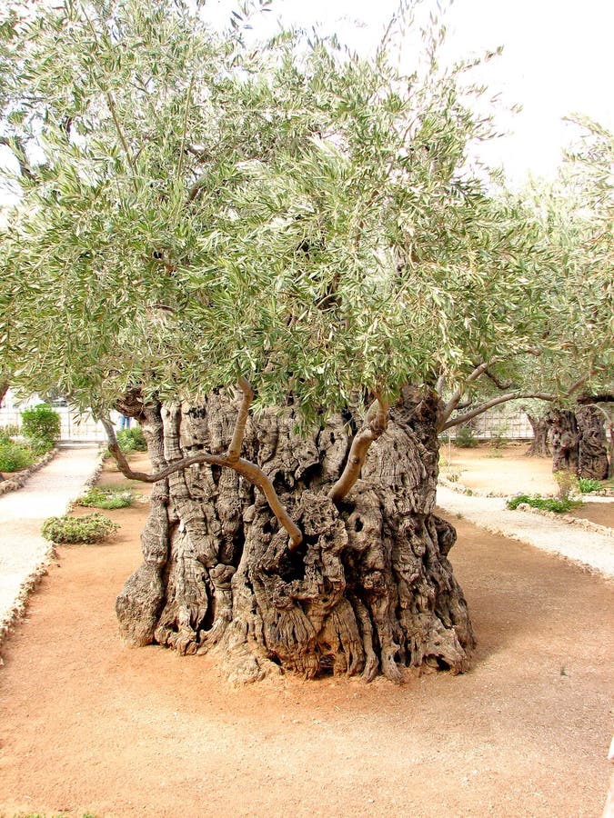 2,758 Olive Tree Israel Stock Photos - Free & Royalty-Free Stock Photos ...