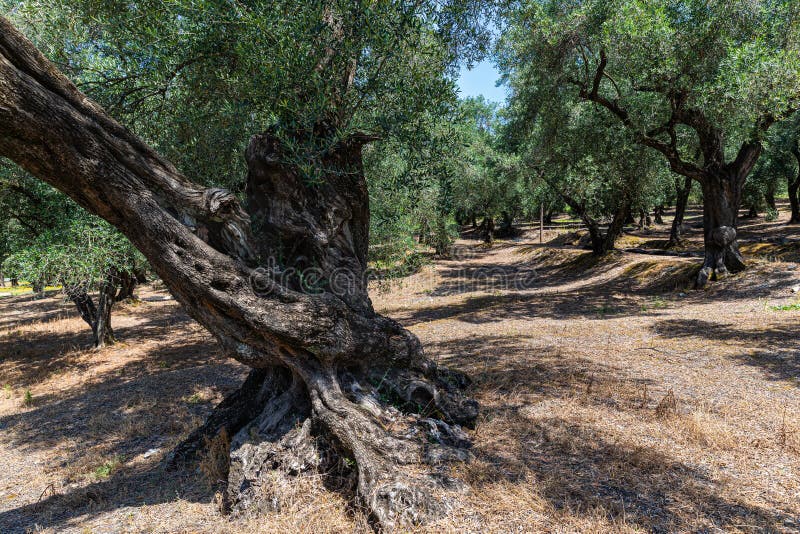 Ancient Olive Trees, Corfu Island Stock Image - Image of scene, rural ...