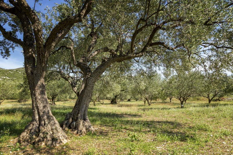 Ancient Olive Trees in Olive Grove Stock Image - Image of olive, olea ...