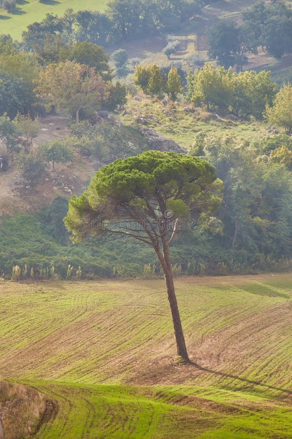 Ancient Olive Trees of Salento, Apulia Stock Image - Image of natural ...