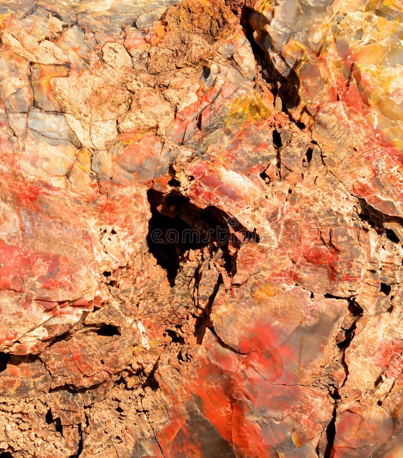 Ancient Petrified Tree Section Stock Image - Image of prehistoric ...