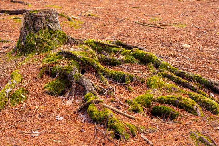 Ancient Pine Roots of a Fallen Coniferous Tree in Moss and Fallen Brown ...