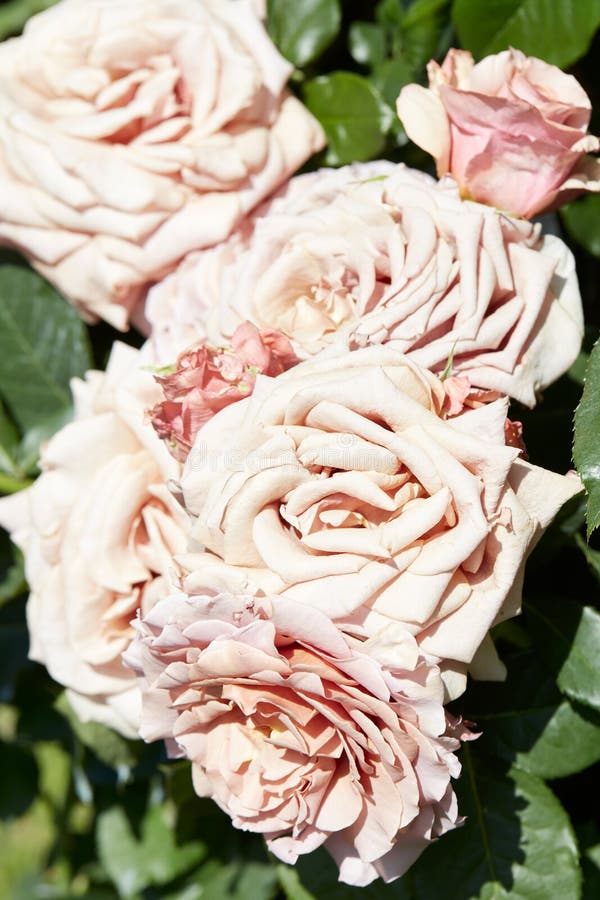 Ancient Pink Roses Flowers in Spring Sunlight Stock Image - Image of ...