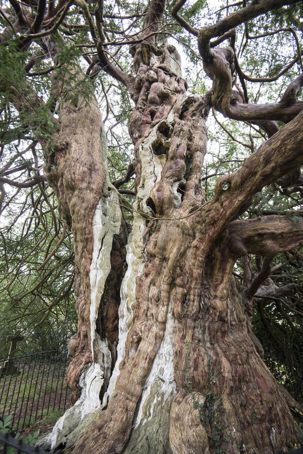 The 1066 Yew, Crowhurst Church, North-west of Hastings, East Sussex ...