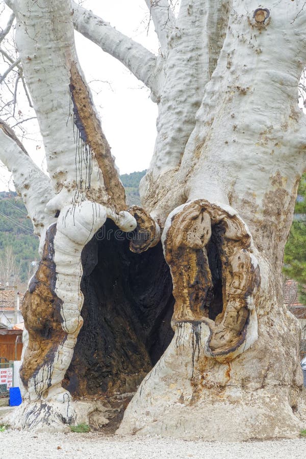 Trunk of Ancient Plane Tree Stock Photo - Image of trees, ancient ...
