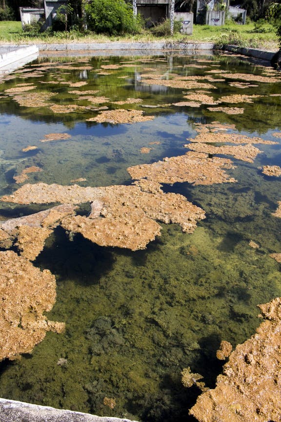 271 Mold Pool Stock Photos - Free & Royalty-Free Stock Photos from ...