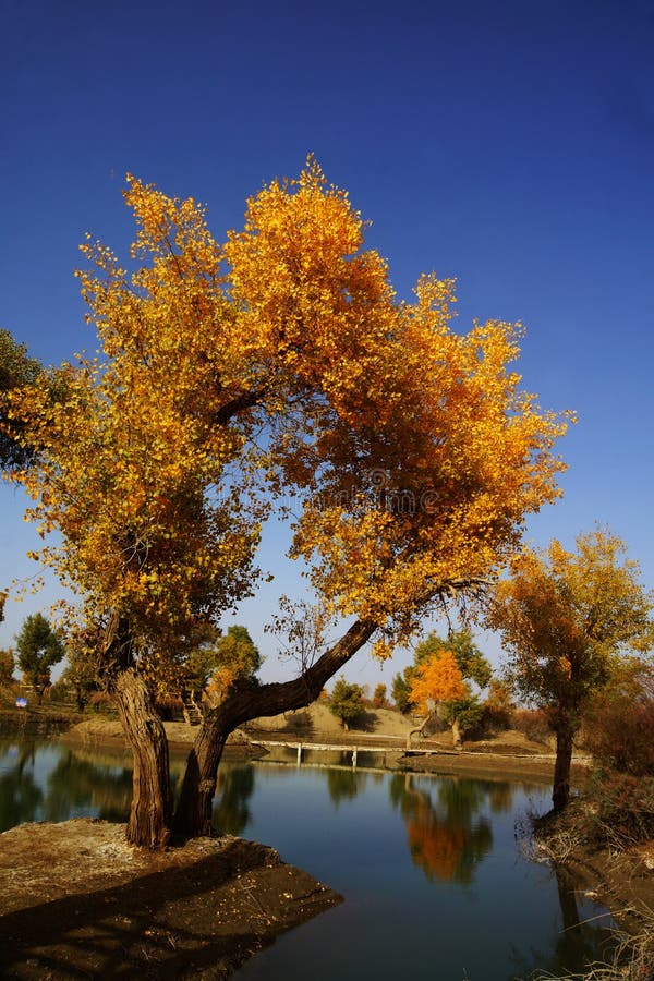 Ancient poplar stock photo. Image of tibet, golmud, natural - 28133154