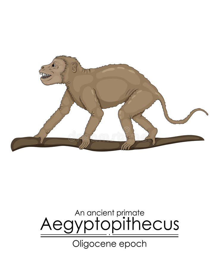 An Ancient Primate, Aegyptopithecus Stock Vector - Illustration of ...