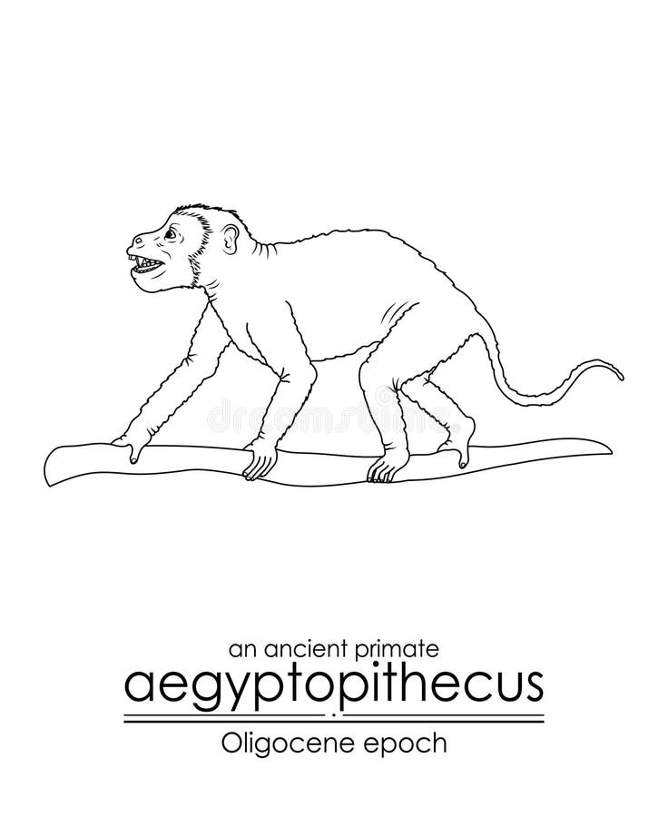 Primate Aegyptopithecus Stock Illustrations – 2 Primate Aegyptopithecus ...