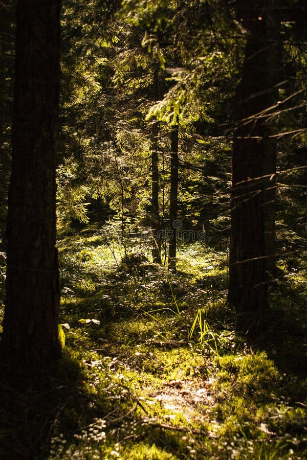 Forest in Lithuania stock photo. Image of trees, woodland - 188715912