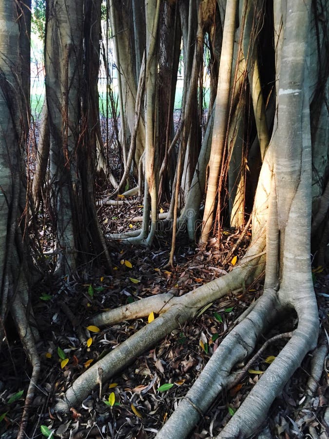 Ancient rainforest tree stock image. Image of forest - 76884455