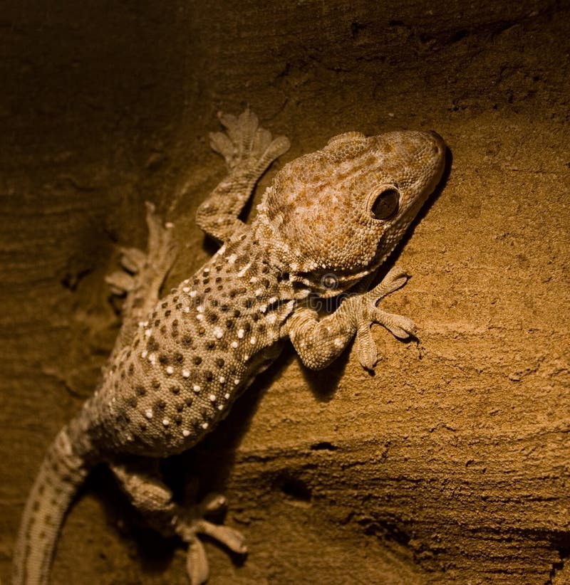 Reptiles stock image. Image of animal, gecko, reptilian - 57310785