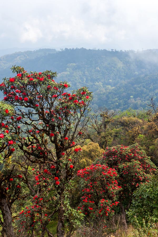 The Ancient Rhododendron Forest is in Bloom Stock Image - Image of ...