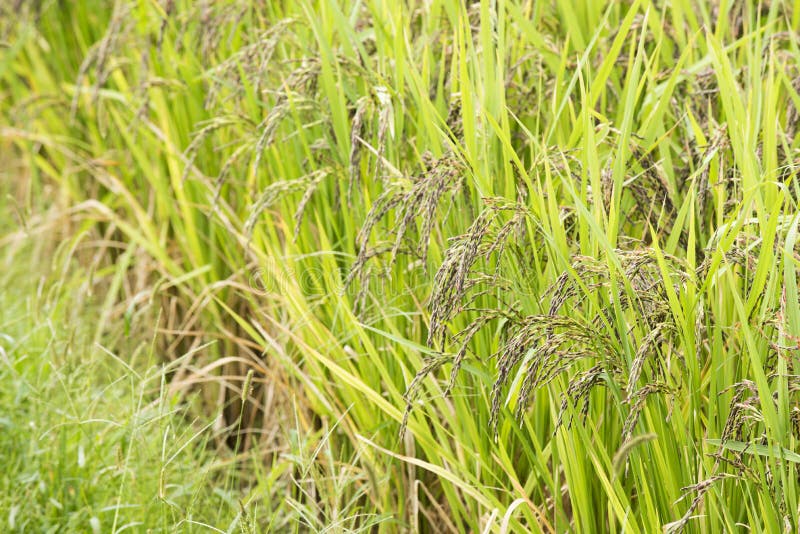 Ancient rice stock photo. Image of kagoshima, paddy, japan - 86350872