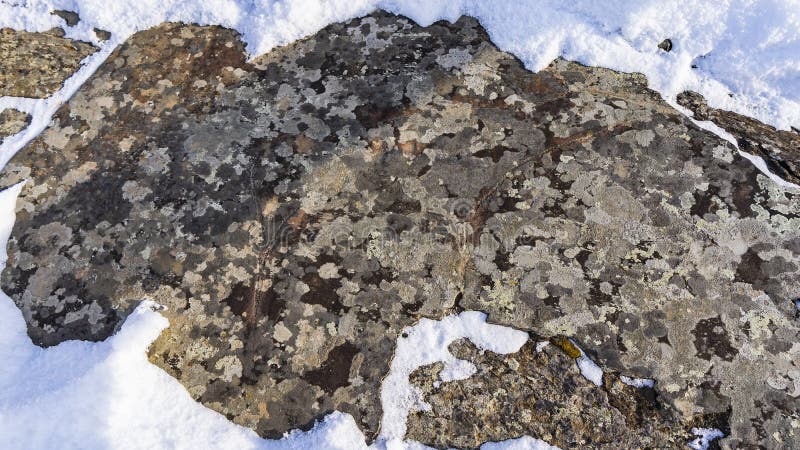 Ancient Rock Art. on the Flat Stone, a Primitive Deer Pattern is ...