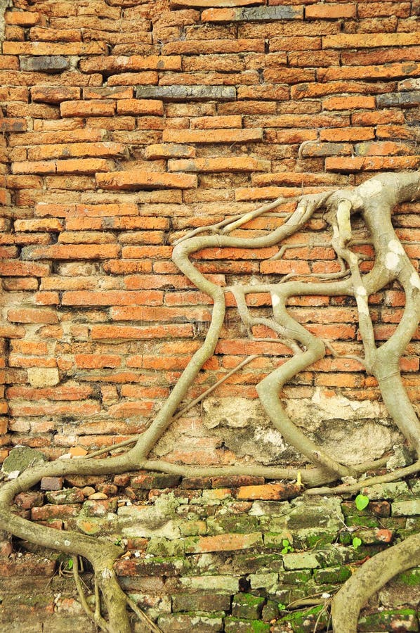 Ancient root stock photo. Image of leaf, space, long - 12489344