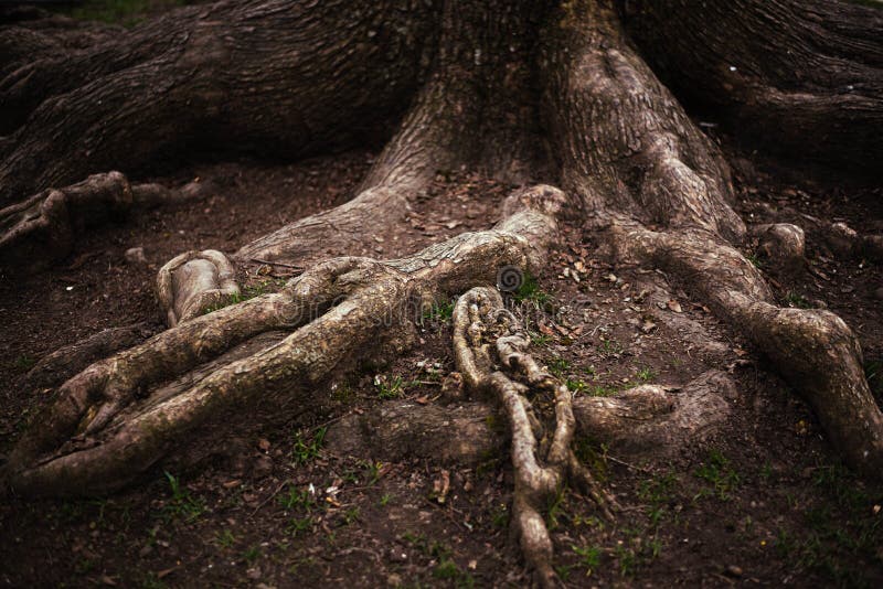 Ancient Roots of a Huge Tree Stock Photo - Image of jungle, tree: 247072858