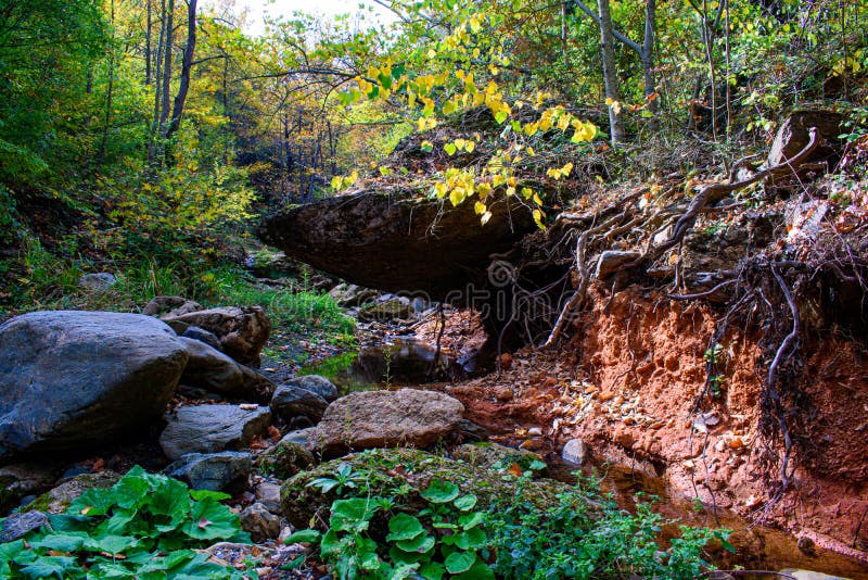 Ancient roots in the river stock photo. Image of rocks - 254952206