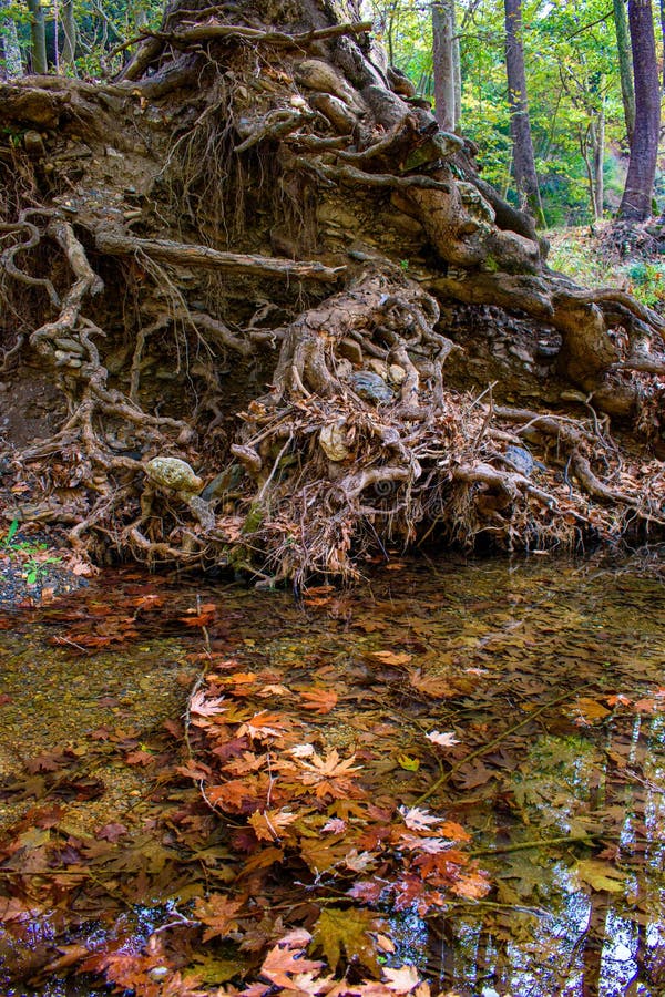 Ancient roots in the river stock photo. Image of roots - 254952318