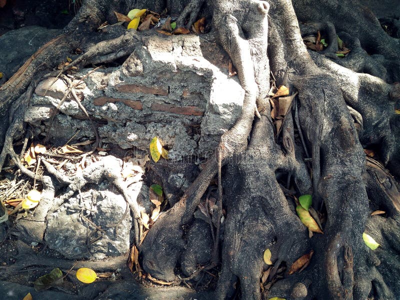 Ancient Ruin Wall Cover by Big Tree Root Stock Image - Image of grow ...