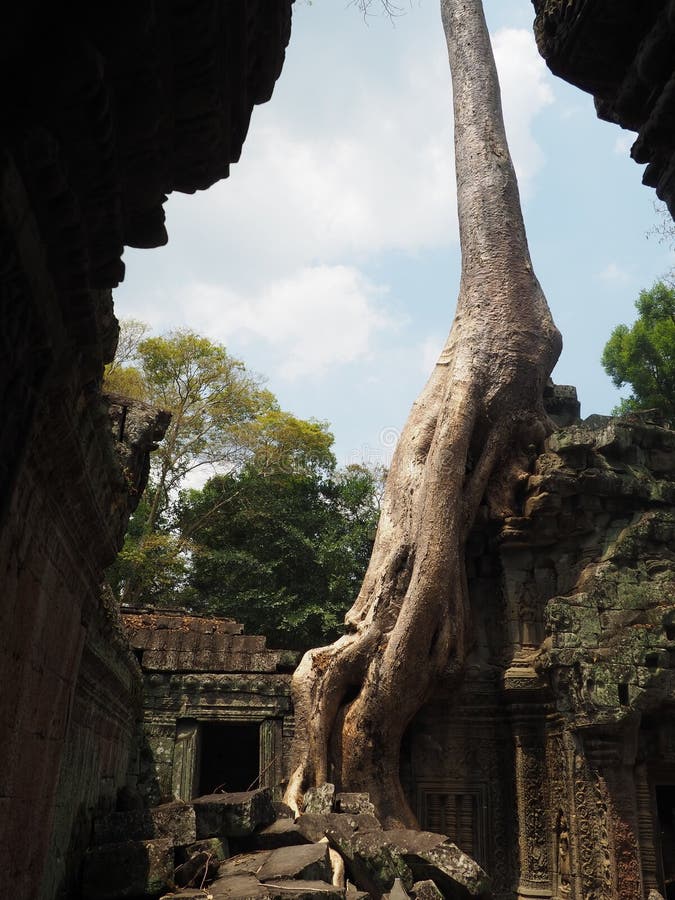 Ancient Ruins and Tree Roots at Angkor Temple Complex Stock Photo ...