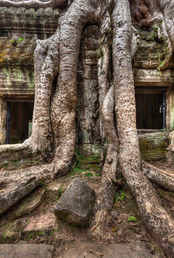 Ancient Ruins and Tree Roots, Ta Prohm Temple, Angkor, Cambodia Stock ...