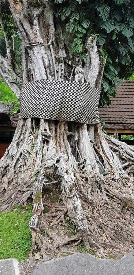 Ancient Sacred Tree Preserved with Careful Maintenance Stock Image ...