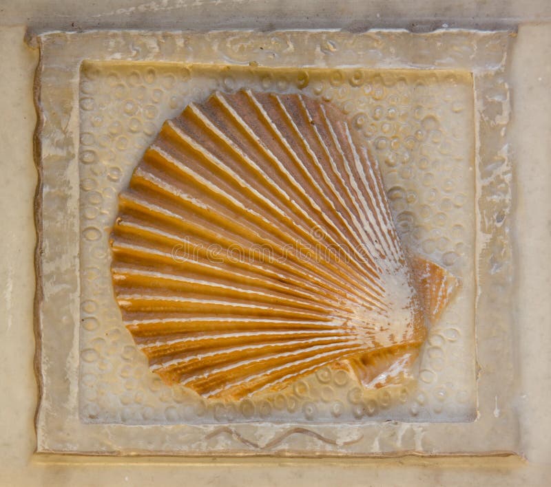 Ancient Sea Shell Flat Square Textured Background Stock Image - Image ...