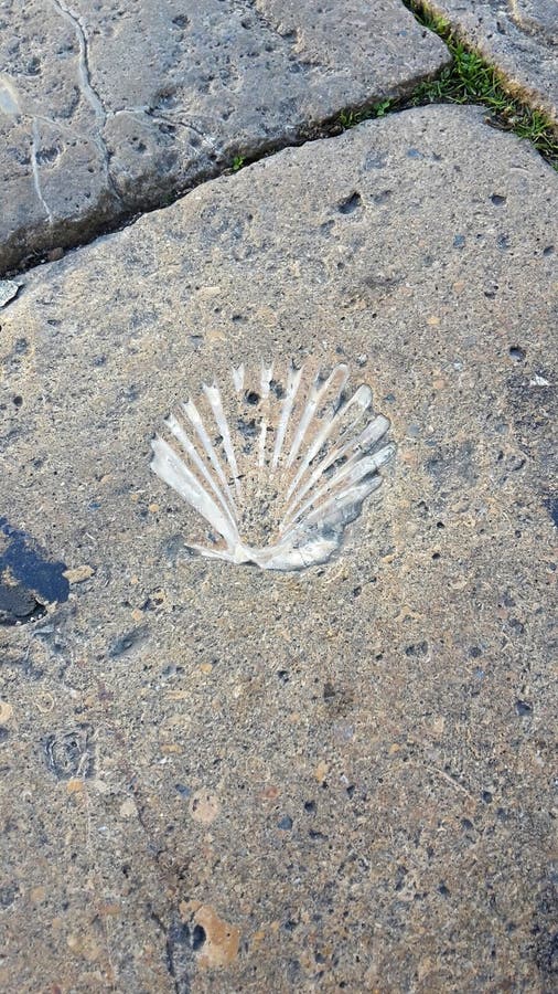 Ancient Shell Imprinted in Stone Stock Image - Image of transparent ...