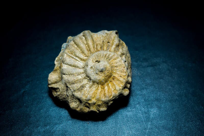 Small Fossilized Seashell stock photo. Image of seashell - 109587174