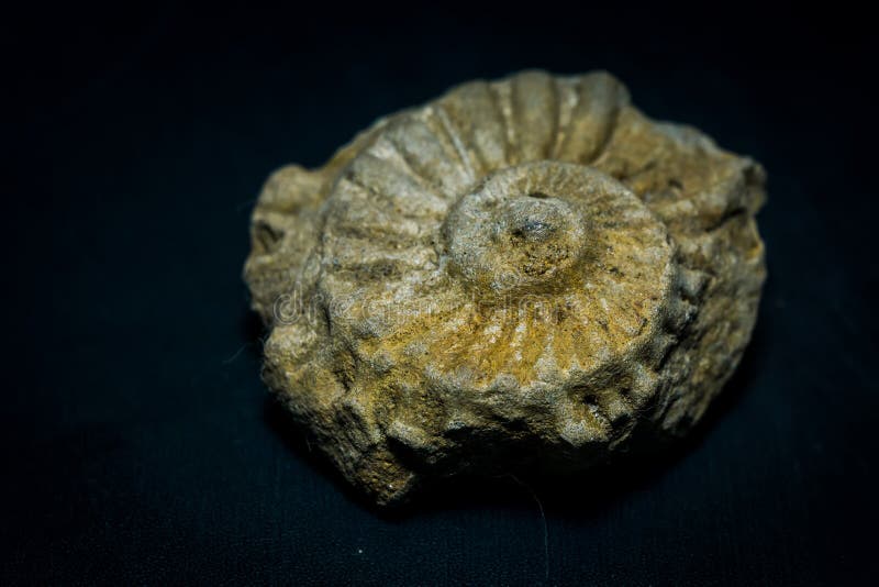 Small Fossilized Seashell stock image. Image of fossil - 109587207