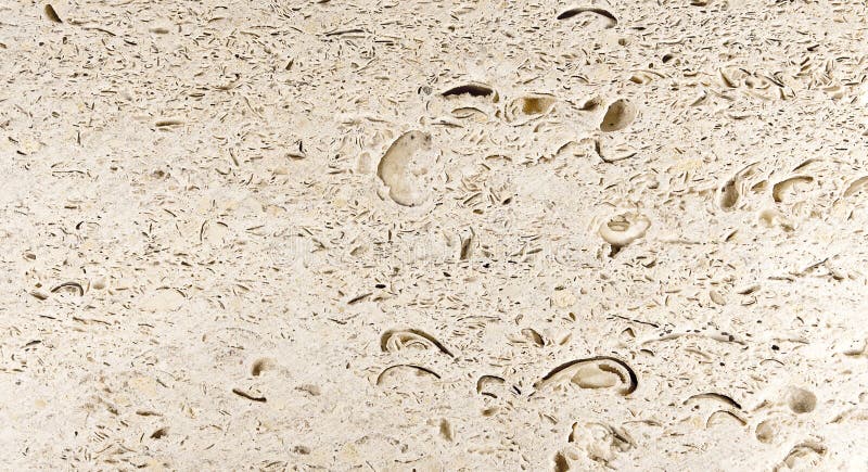 Ancient shell stone stock photo. Image of fossils, shell - 48204926