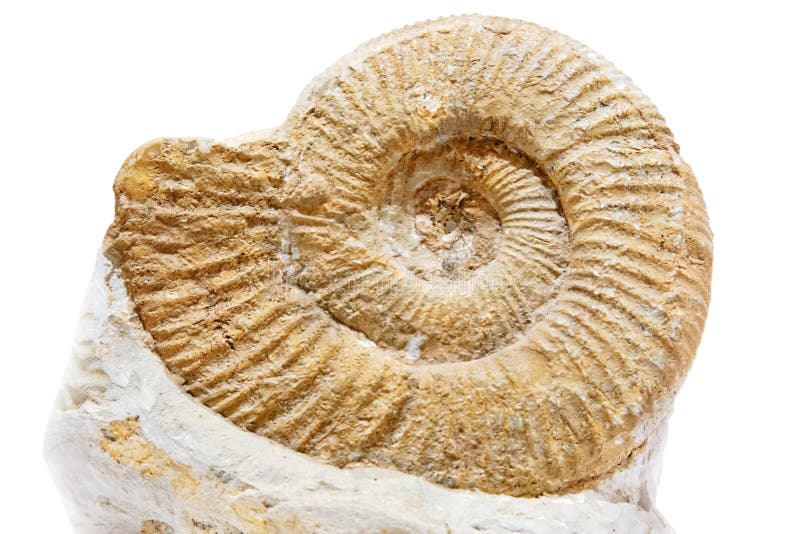 Fossil stock photo. Image of arnioceras, ancient, rock, ammonite - 10642