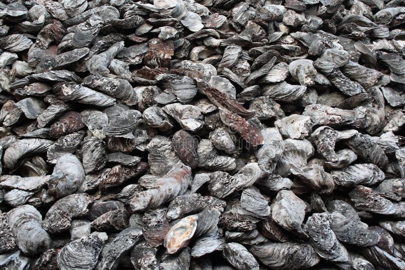 Ancient shellfish fossil stock image. Image of shellfish - 26746845