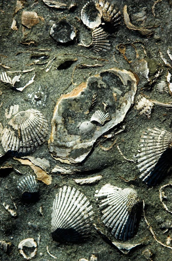 Ancient Shells stock photo. Image of black, collection - 1608054