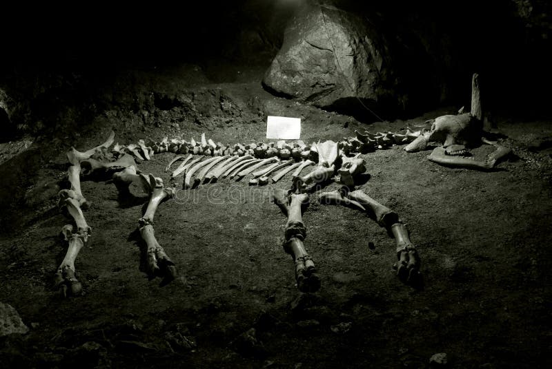 Ancient skeleton stock image. Image of ancient, dino - 11124189
